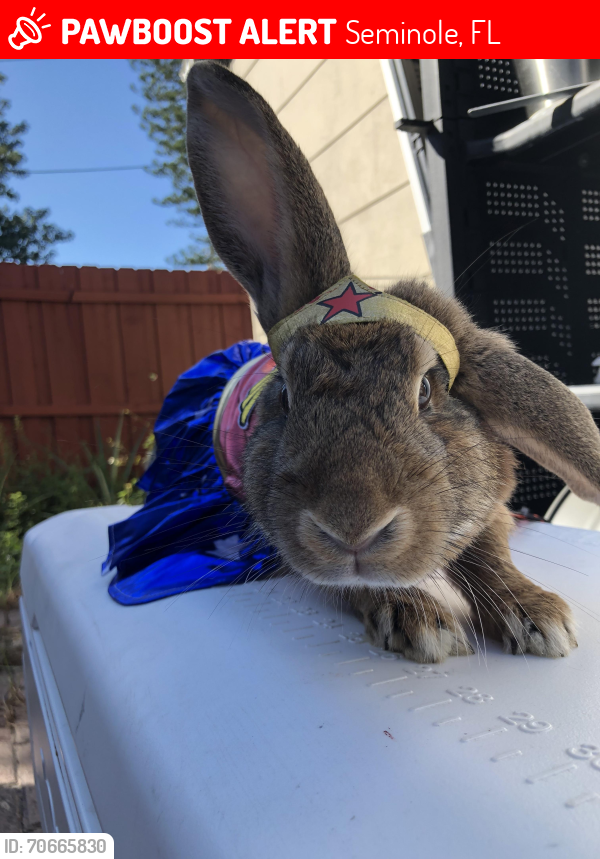 Seminole, FL Lost Female Rabbit, Toga Is Missing | PawBoost
