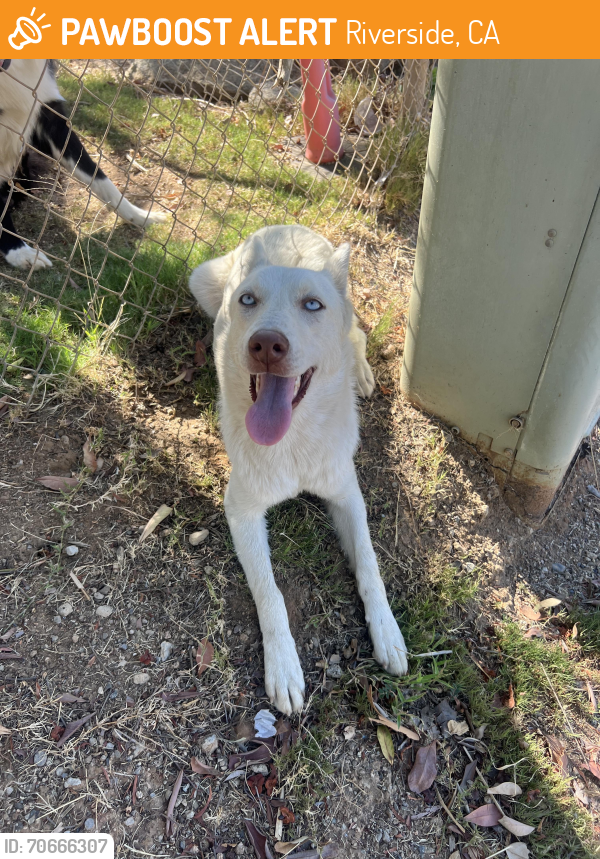 Riverside, CA Stray Female Dog Found Near Bert Rd and Wood Rd | PawBoost
