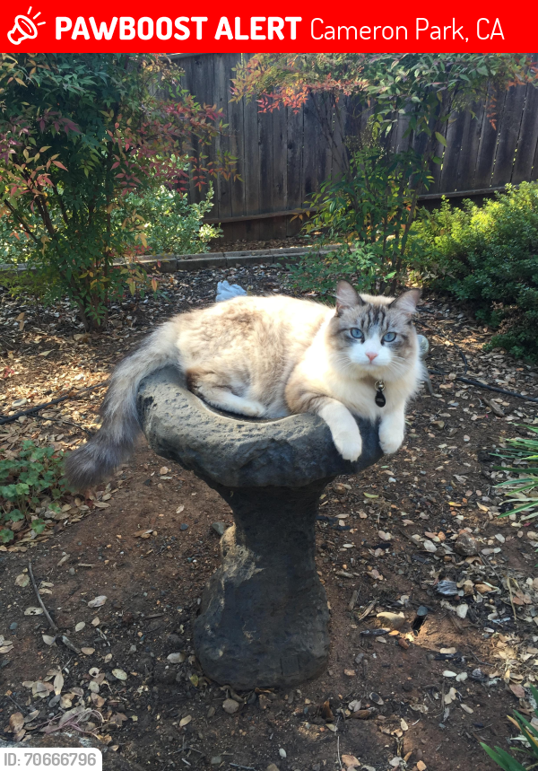 Cameron Park, CA Lost Male Cat, Maverick Is Missing | PawBoost