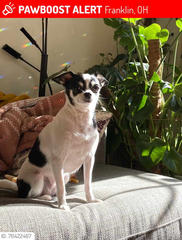 Franklin, OH Lost Female Dog, Morella Is Missing | PawBoost