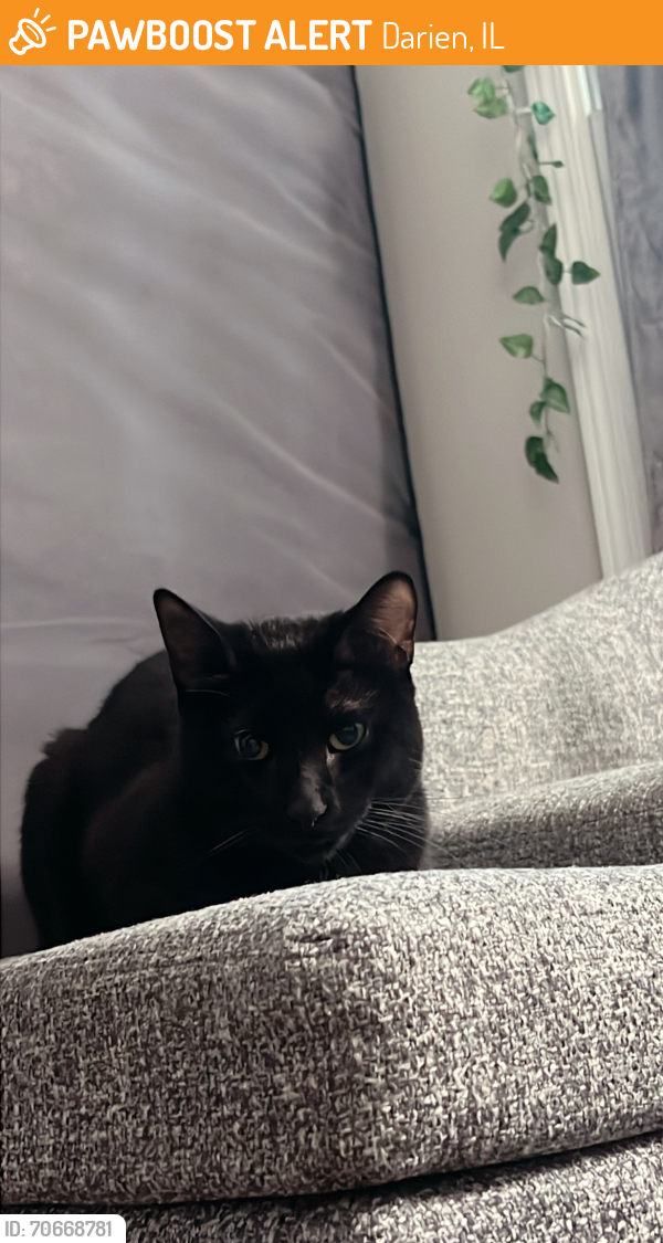 Darien, IL Stray Male Cat Found Near Holly Park | PawBoost