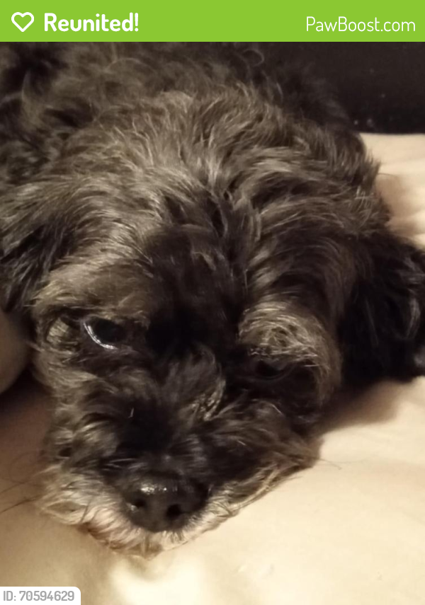 Reunited Female Dog in Commerce City, CO 80022 (ID: 70594629) | PawBoost