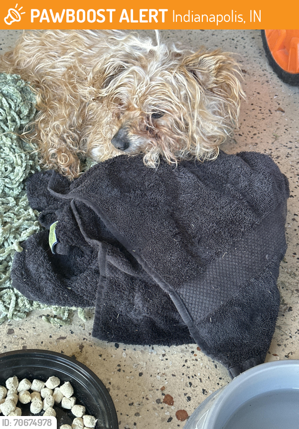 Indianapolis, IN Stray Female Dog Found Near South arlington | PawBoost