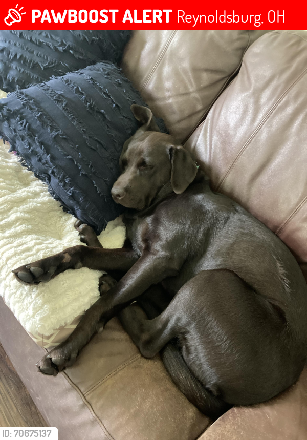 Reynoldsburg, OH Lost Female Dog, Cali Brown Is Missing | PawBoost