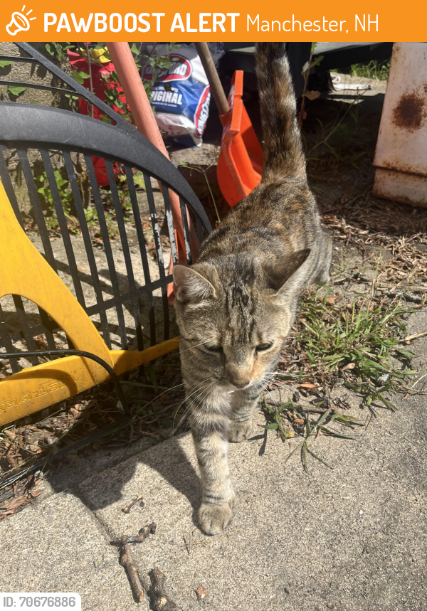Manchester, NH Stray Cat Found Near up the hill from cmc hosp | PawBoost