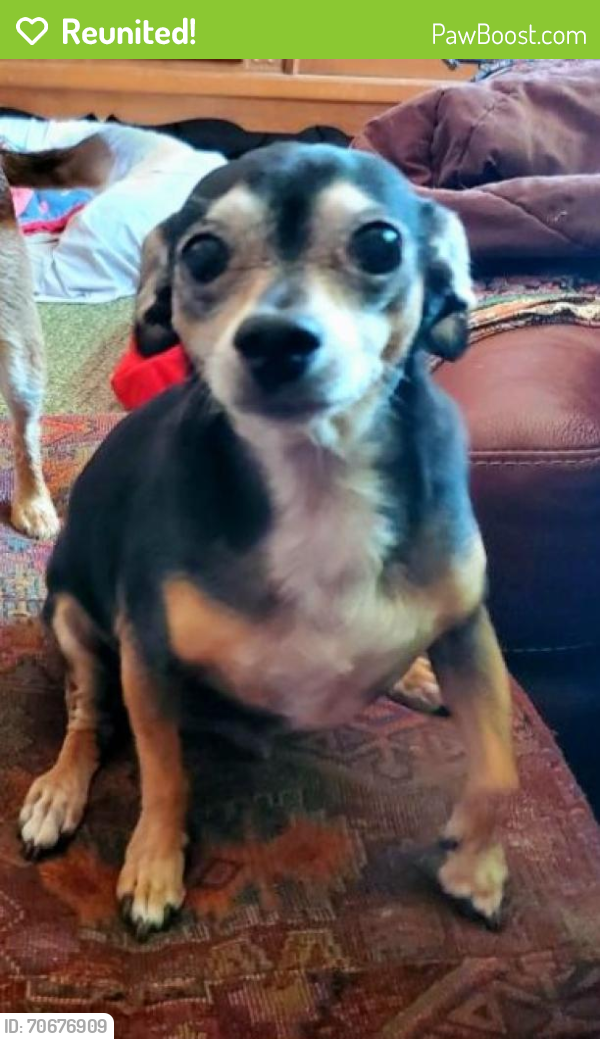 Reunited Male Dog in Albuquerque, NM 87110 (ID: 70676909) | PawBoost