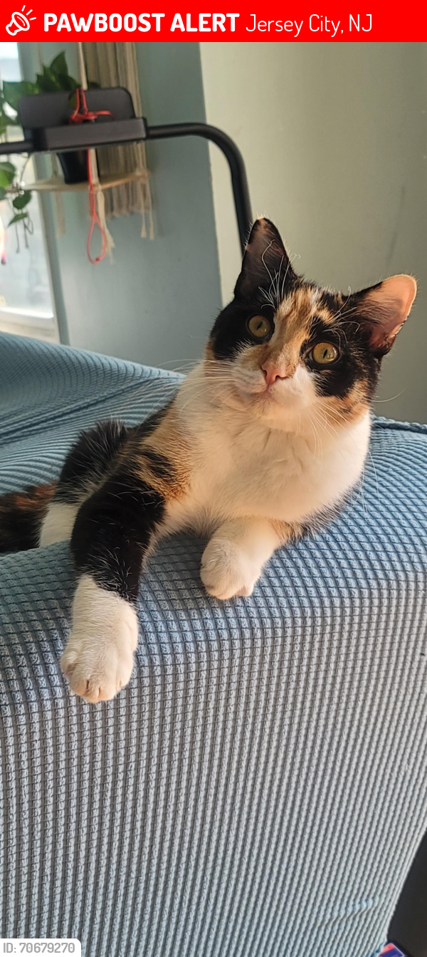 Jersey City, NJ Lost Female Cat, Raskal Is Missing | PawBoost