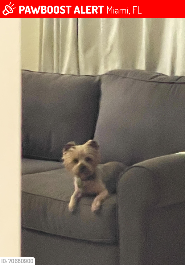 Miami, FL Lost Male Dog, Max Is Missing | PawBoost