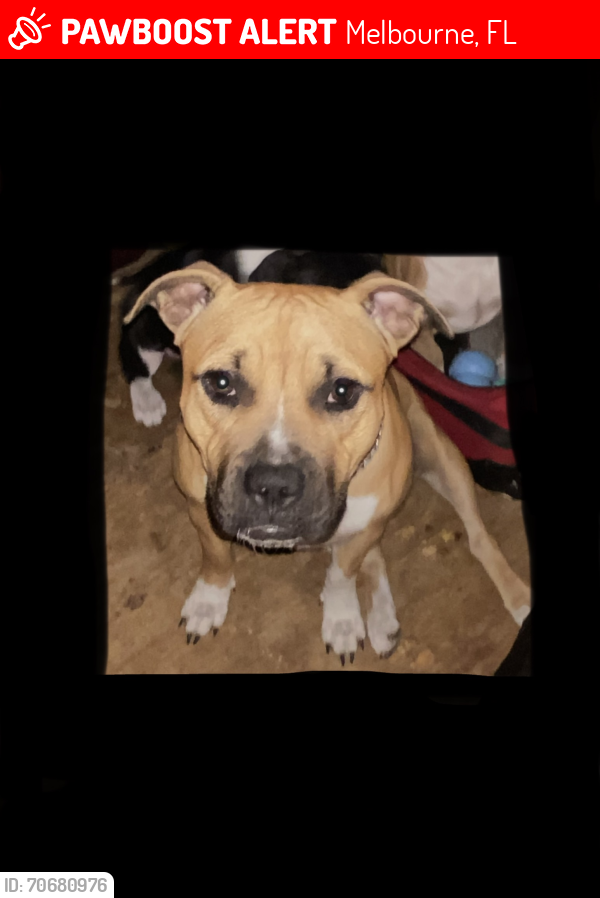 Melbourne, FL Lost Female Dog, Peabody Is Missing | PawBoost