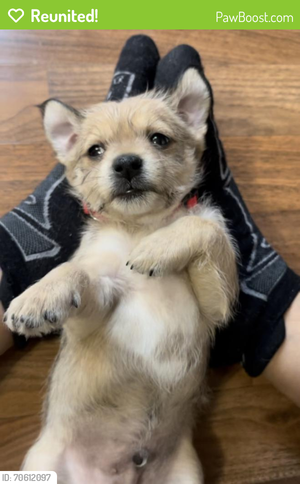 Reunited Male Dog in Leesburg, VA 20175 (ID: 70612097) | PawBoost