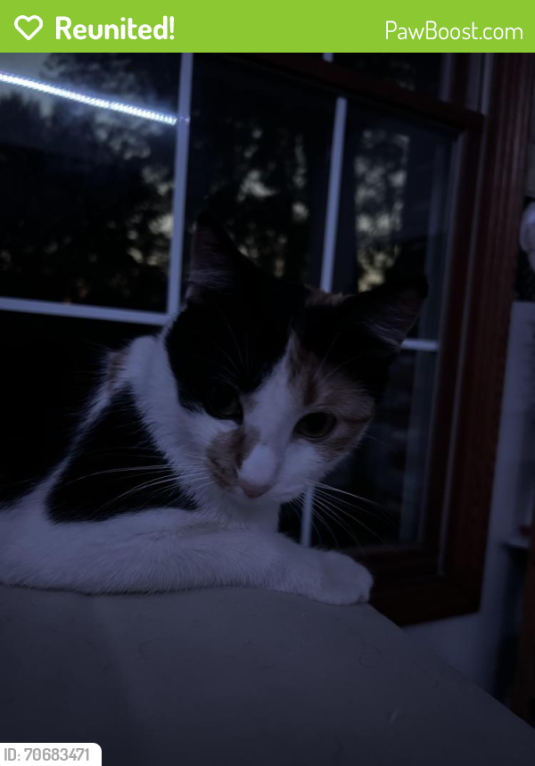 Reunited Female Cat in Canton, OH 44718 (ID: 70683471) | PawBoost