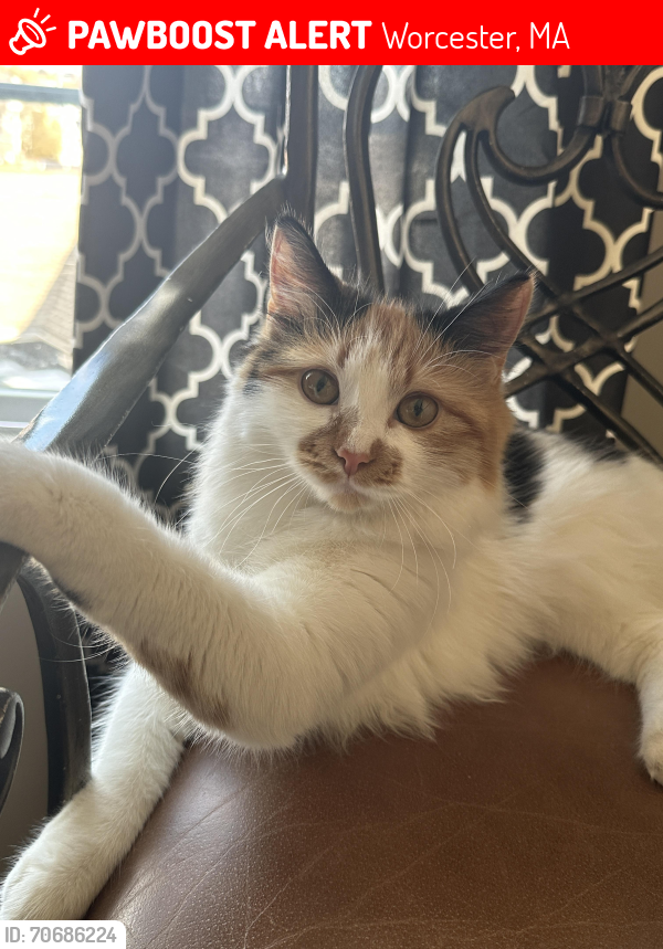 Worcester, MA Lost Female Cat, Mimi Is Missing | PawBoost