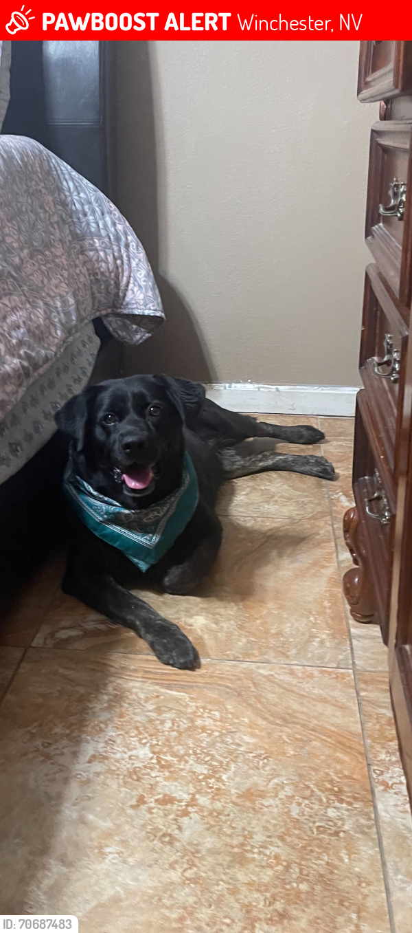 Winchester, NV Lost Female Dog, Estrella Is Missing | PawBoost
