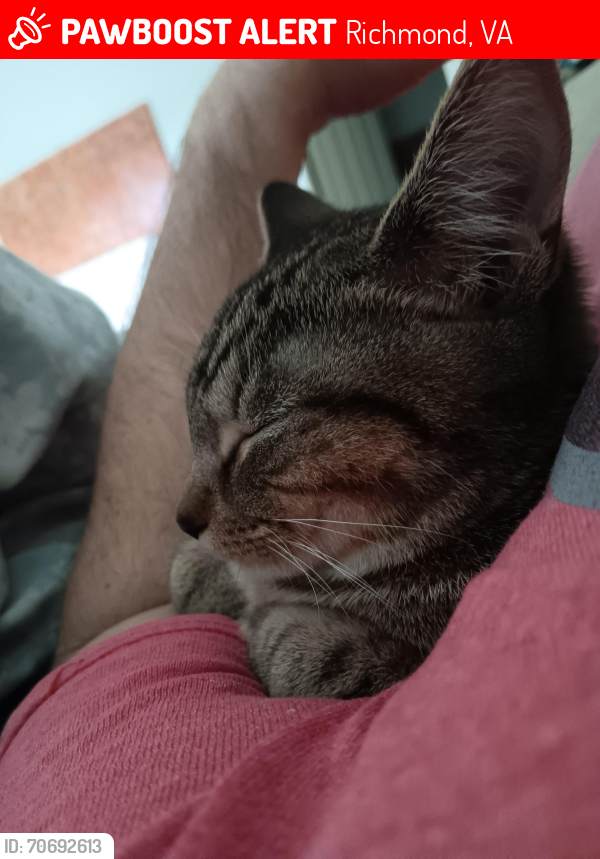 Richmond, VA Lost Female Cat, Junebug Is Missing | PawBoost