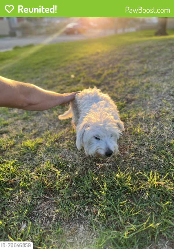 Reunited Male Dog in Montclair, CA 91763 (ID: 70646859) | PawBoost