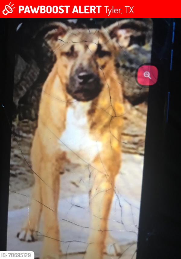 Tyler, TX Lost Male Dog, King Is Missing | PawBoost