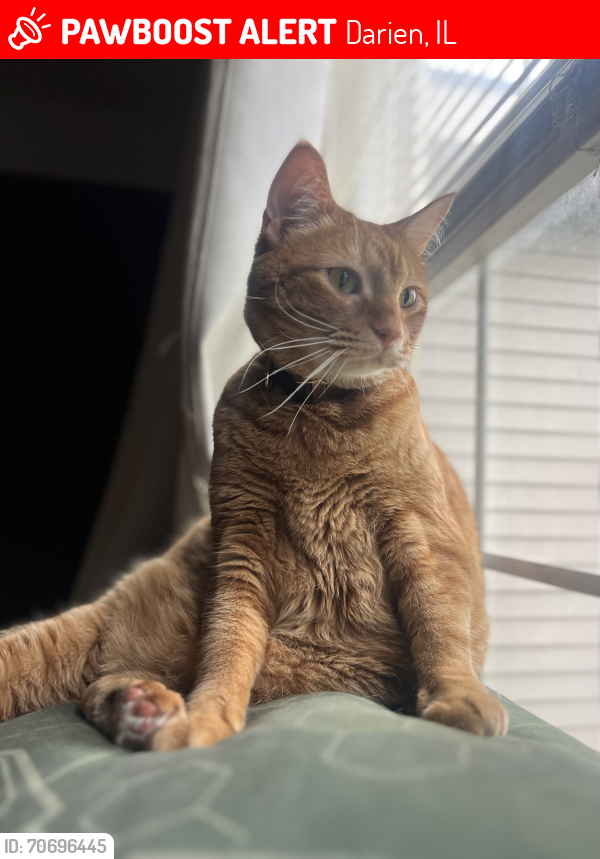 Darien, IL Lost Male Cat, Archie Is Missing | PawBoost