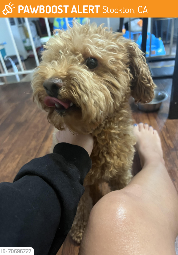 Stockton, CA Stray Male Dog Found Near Valley Oak | PawBoost