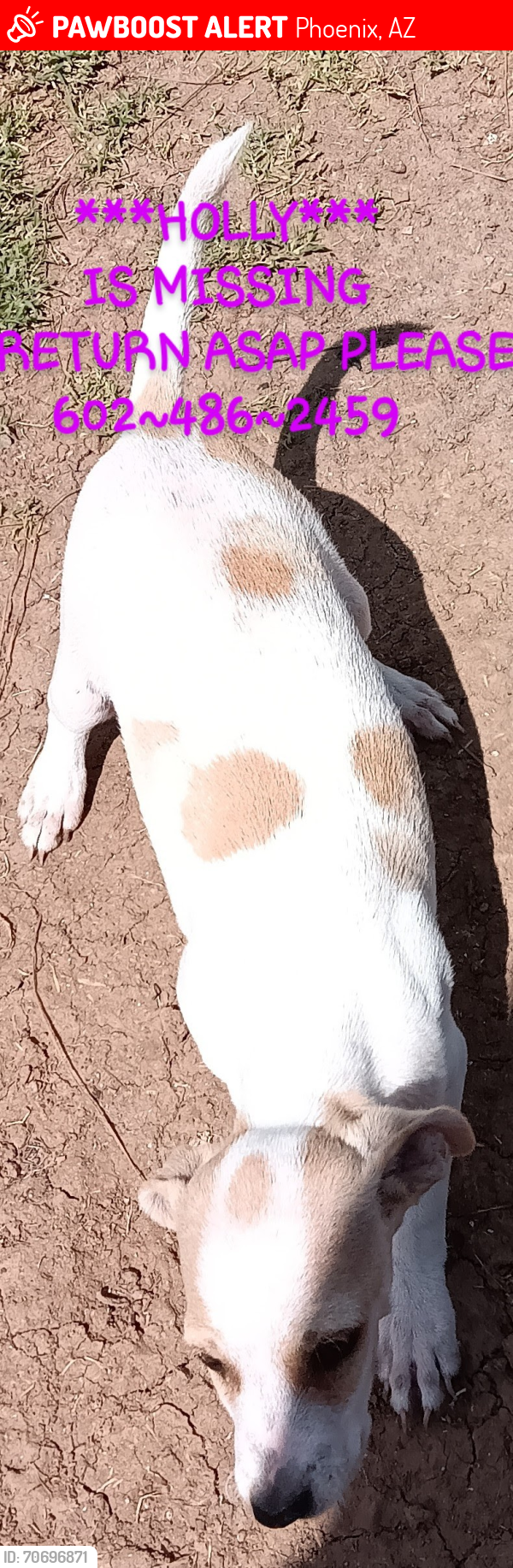 Phoenix, AZ Lost Female Dog, Holly Is Missing | PawBoost