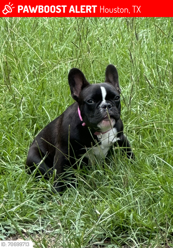 Houston, TX Lost Female Dog, Luna Bauza Is Missing | PawBoost