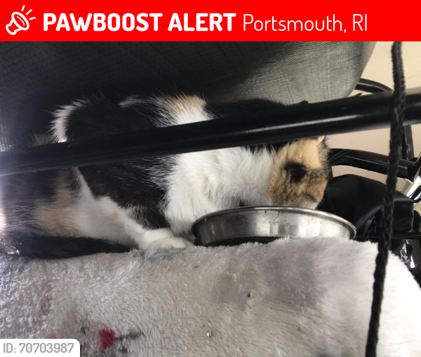 Portsmouth, RI Lost Female Cat, Fancy Is Missing | PawBoost