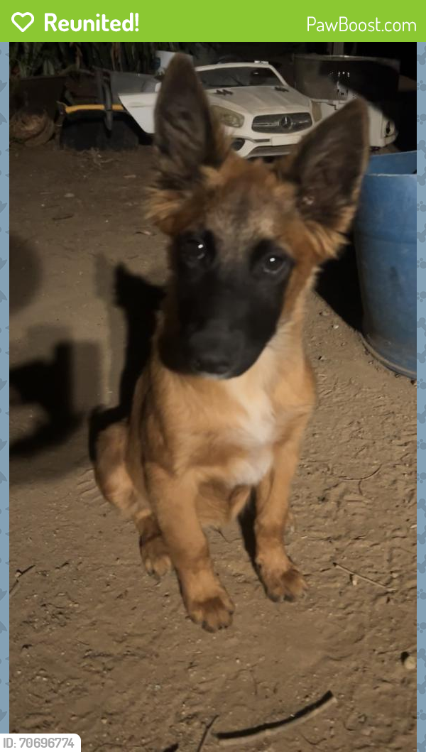 Reunited Male Dog in Jurupa Valley, CA 91752 (ID: 70696774) | PawBoost
