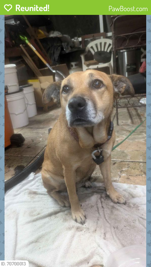 Reunited Female Dog in Volusia County, FL 32764 (ID: 70700013) | PawBoost