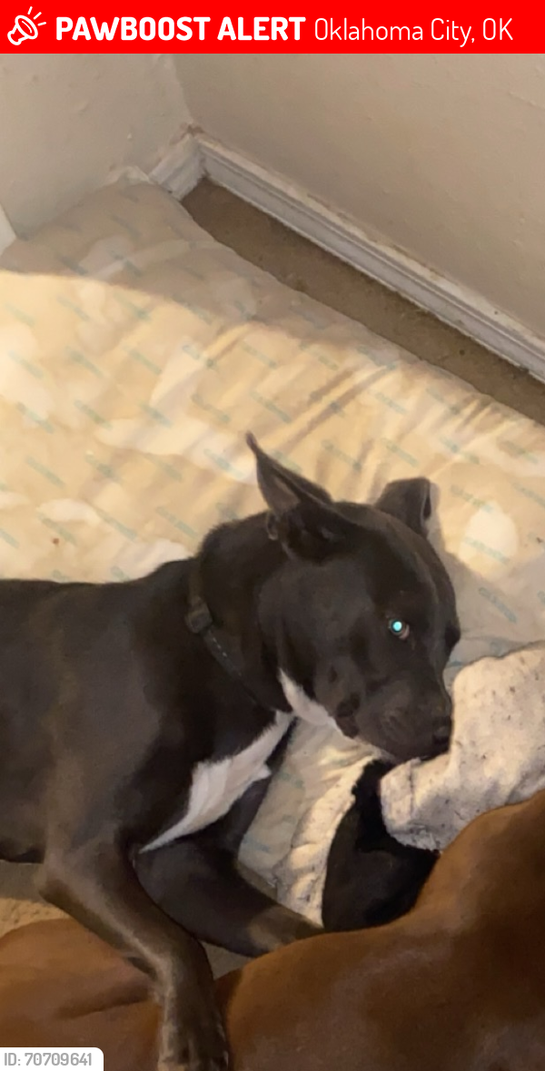 Oklahoma City, OK Lost Male Dog, Pancho Is Missing | PawBoost