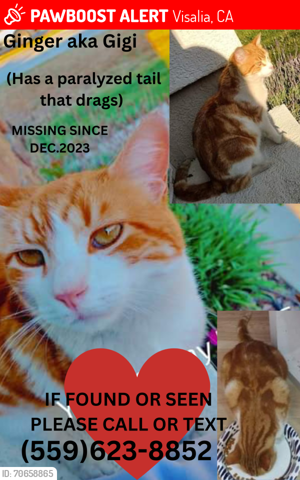 Visalia, CA Lost Female Cat, Gigi/ginger Is Missing | PawBoost
