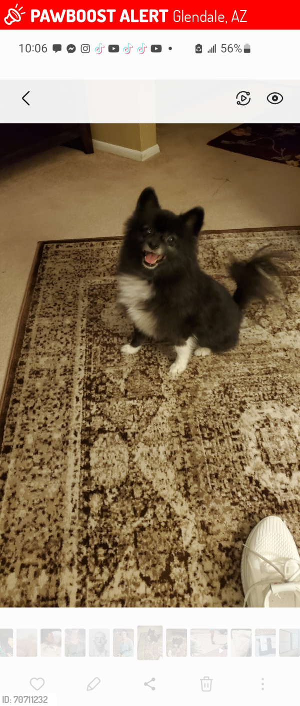 Glendale, AZ Lost Male Dog, Lilmam Is Missing | PawBoost