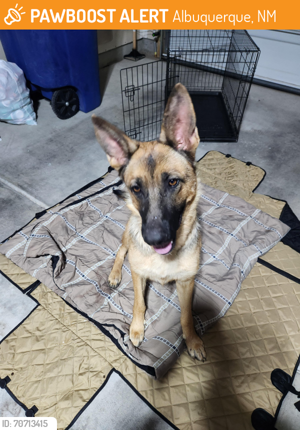 Albuquerque, NM Stray Female Dog Found Near Atrisco Vista and Dennis ...