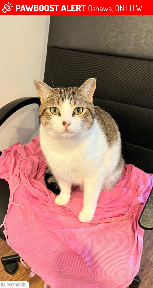 Oshawa, ON Lost Male Cat, Casper Is Missing | PawBoost