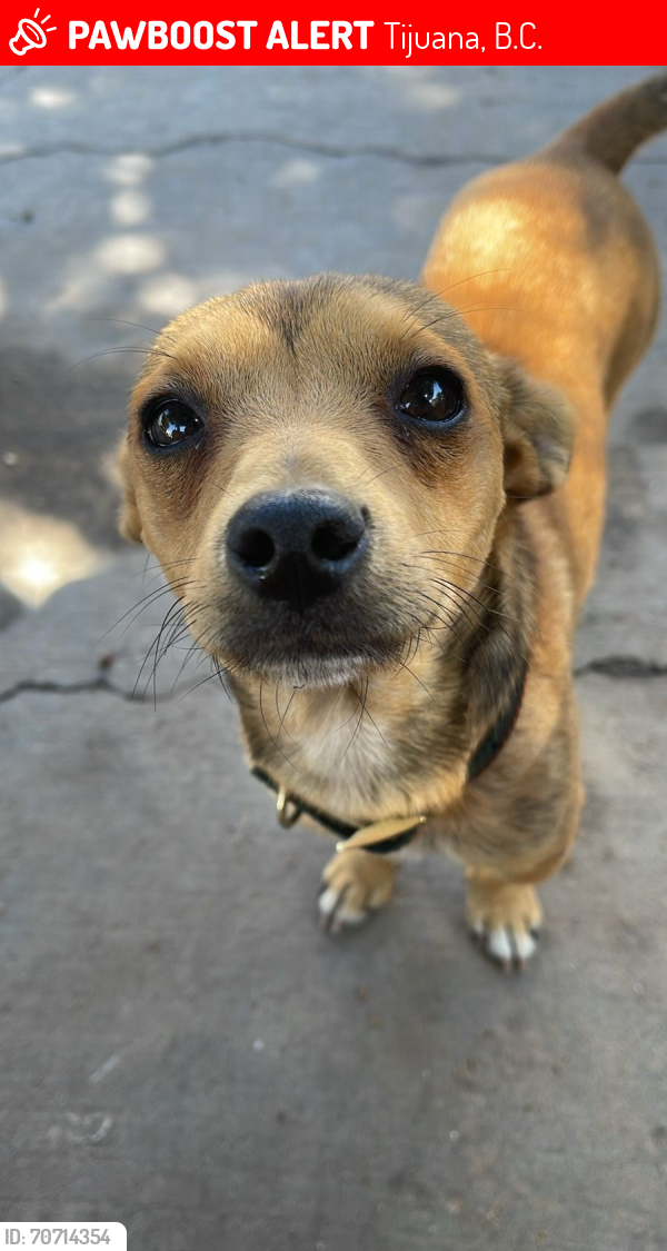 Tijuana, B.C. Lost Male Dog, Paquito Is Missing | PawBoost