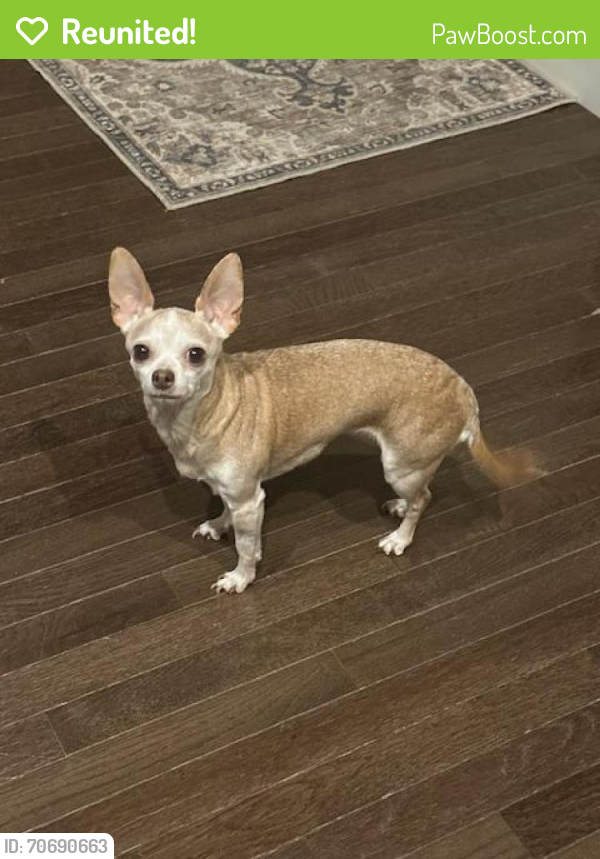 Reunited Female Dog in Dupo, IL 62239 (ID: 70690663) | PawBoost