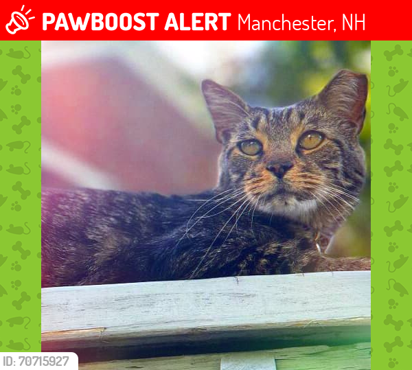 Manchester, NH Lost Male Cat, Neba Is Missing | PawBoost