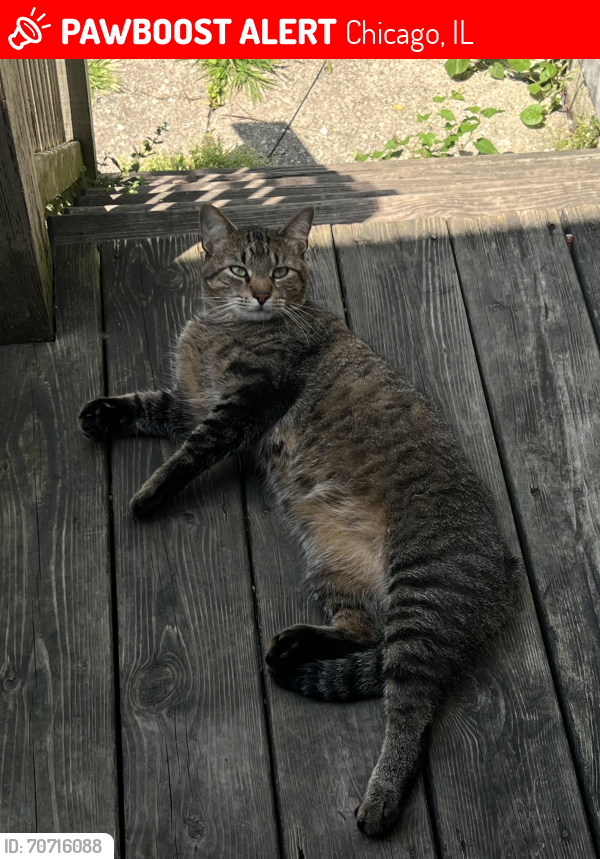 Chicago, IL Lost Male Cat, Simba Is Missing | PawBoost