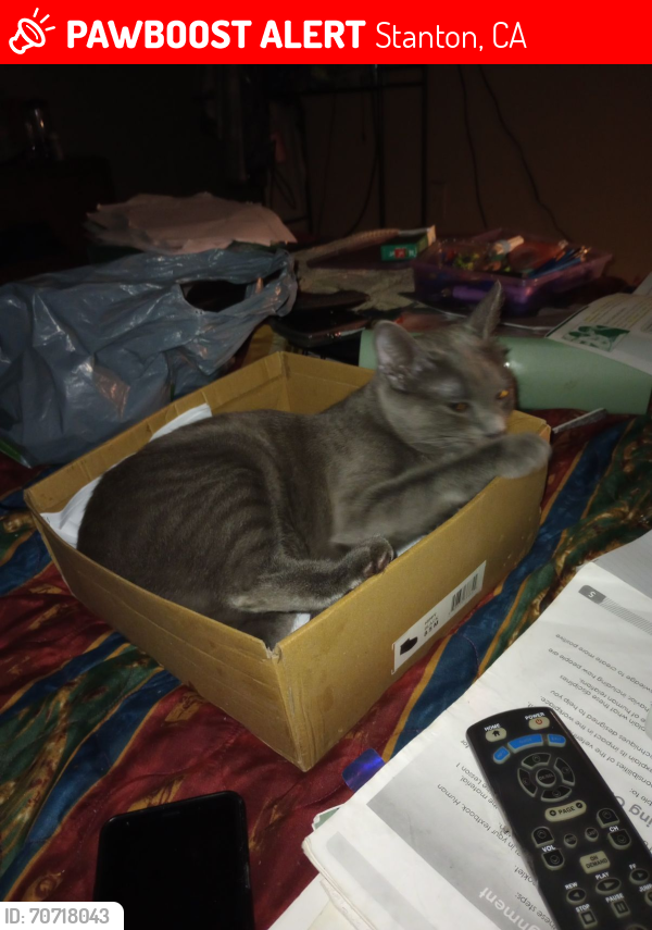 Stanton, CA Lost Female Cat, Mimi Is Missing | PawBoost