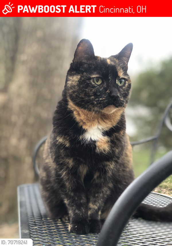 Cincinnati, OH Lost Female Cat, Nala Is Missing | PawBoost
