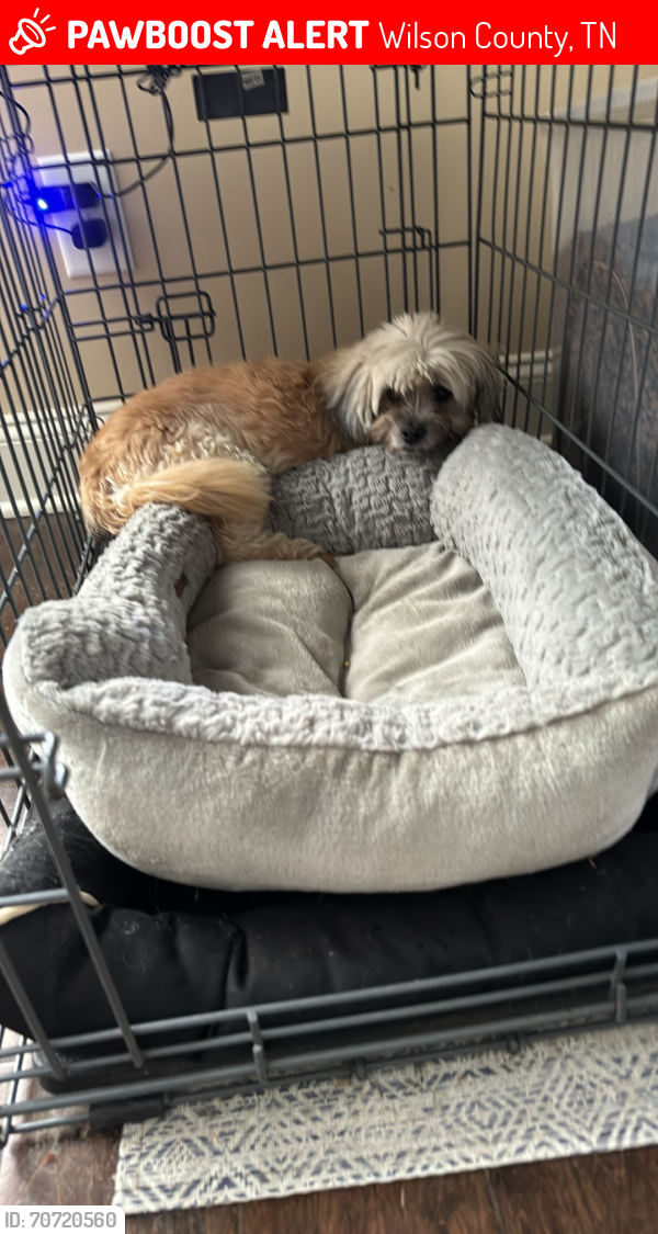 Wilson County, TN Lost Female Dog, Grace Is Missing | PawBoost