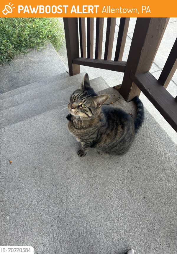 Allentown, PA Stray Cat Found Near Whitehall street | PawBoost