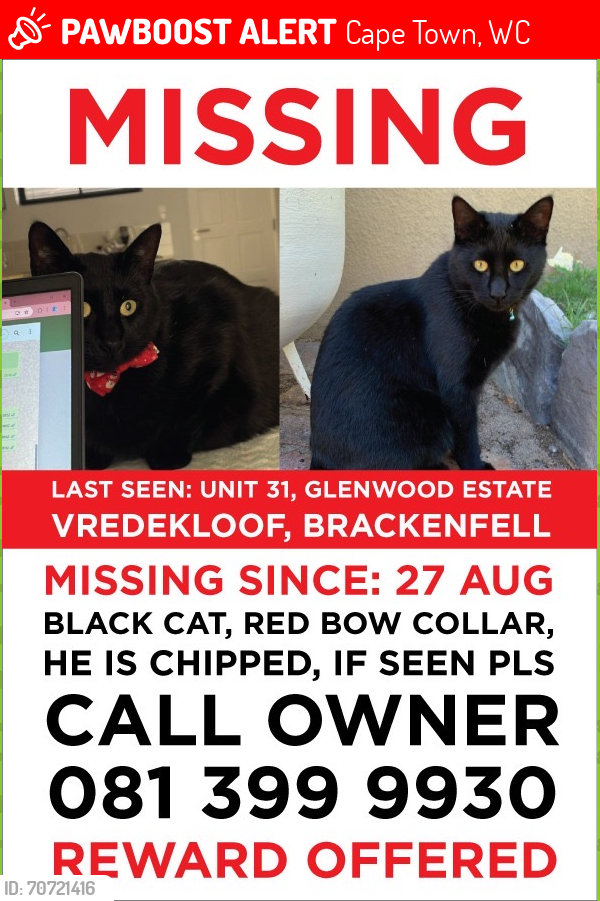 Cape Town, WC Lost Male Cat, Phoenix Is Missing | PawBoost