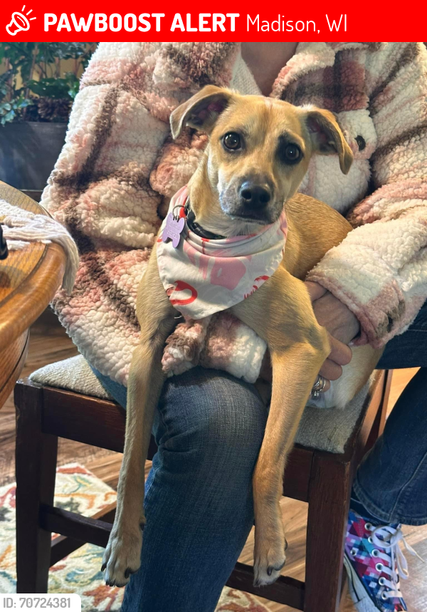 Madison, WI Lost Female Dog, Pearl Is Missing | PawBoost