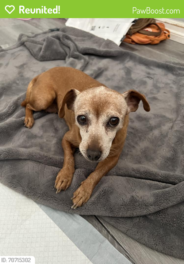 Reunited Female Dog in Corona, CA 92881 (ID: 70715302) | PawBoost