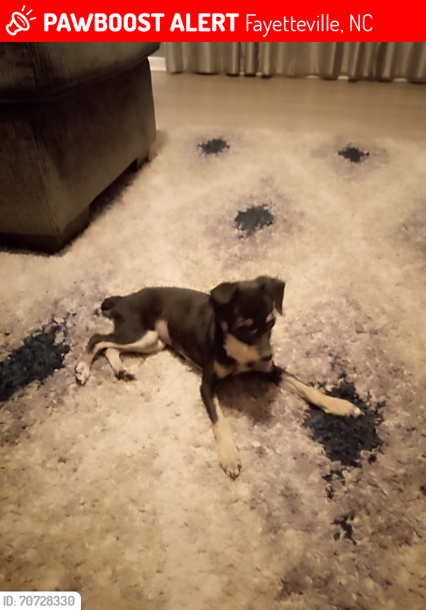Fayetteville, NC Lost Female Dog, Tiny Is Missing | PawBoost