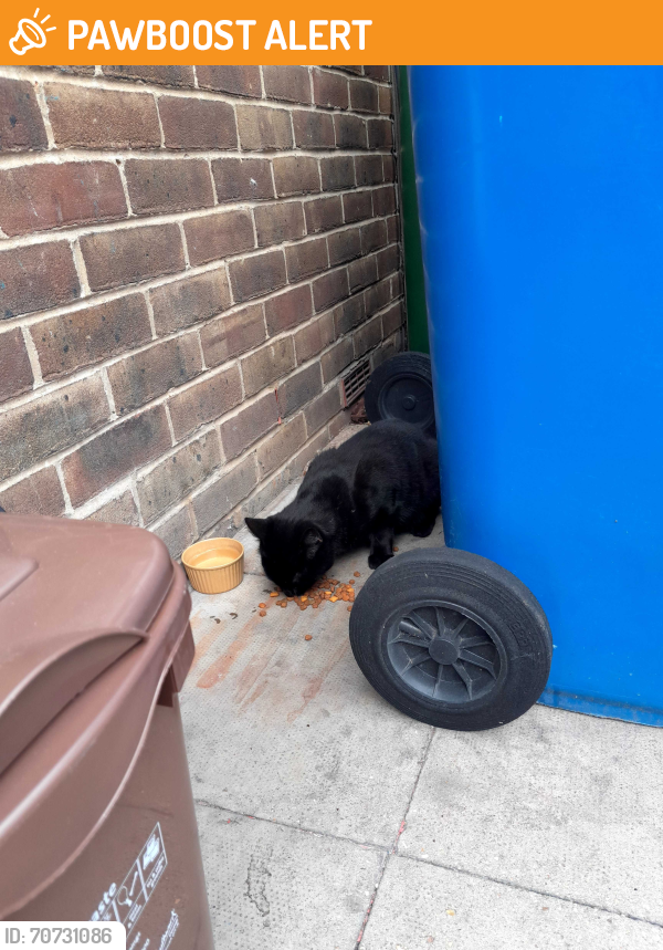 Greater London, England Stray Cat Found Near CROSS CLOSE GORDON RD ...
