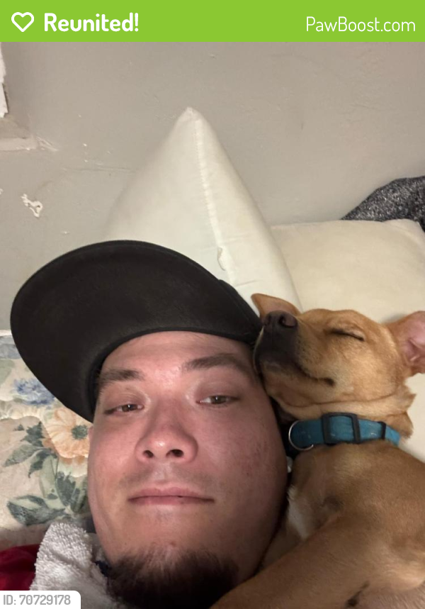 Reunited Male Dog in Albuquerque, NM 87110 (ID: 70729178) | PawBoost
