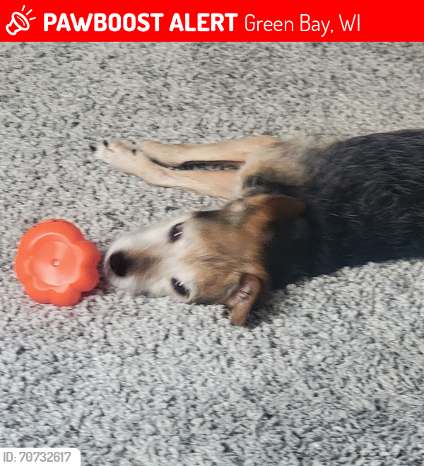 Green Bay, WI Lost Male Dog, Stitch Is Missing | PawBoost