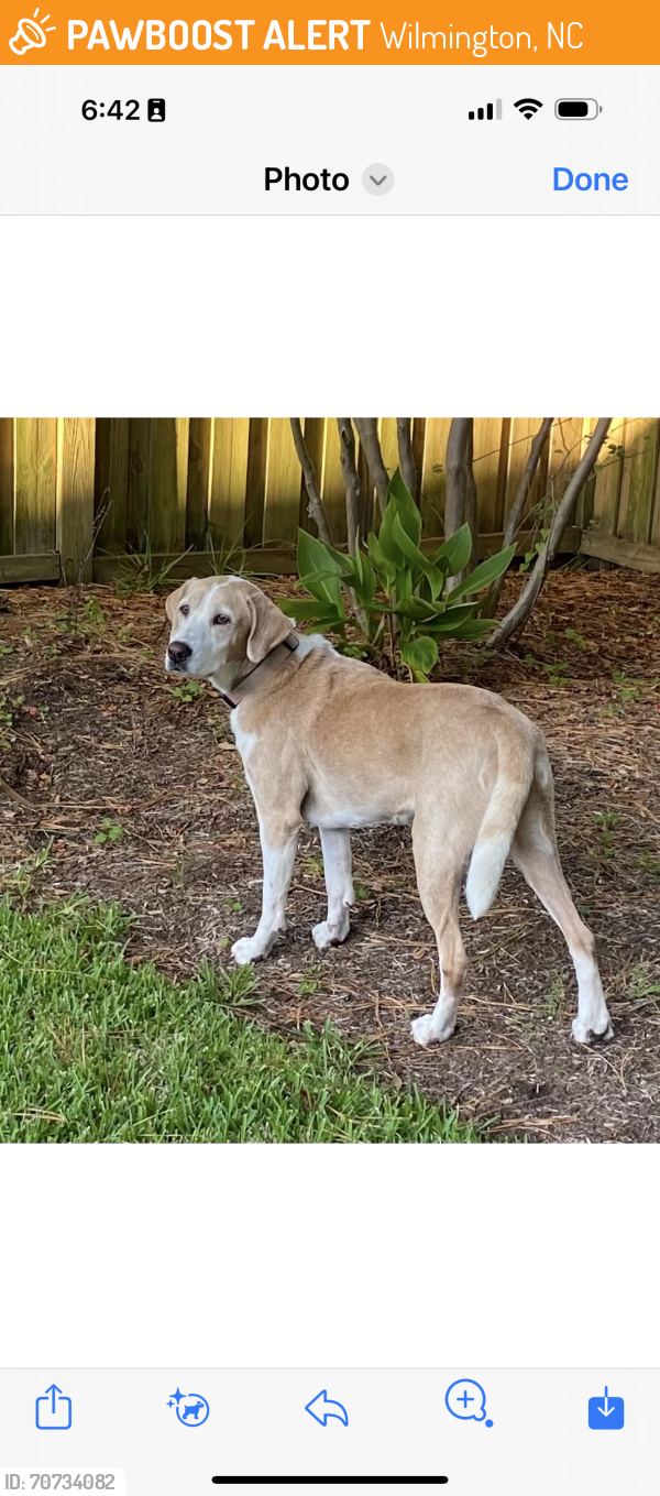 Wilmington, NC Stray Female Dog Found Near Landowner and Devonshire rd ...