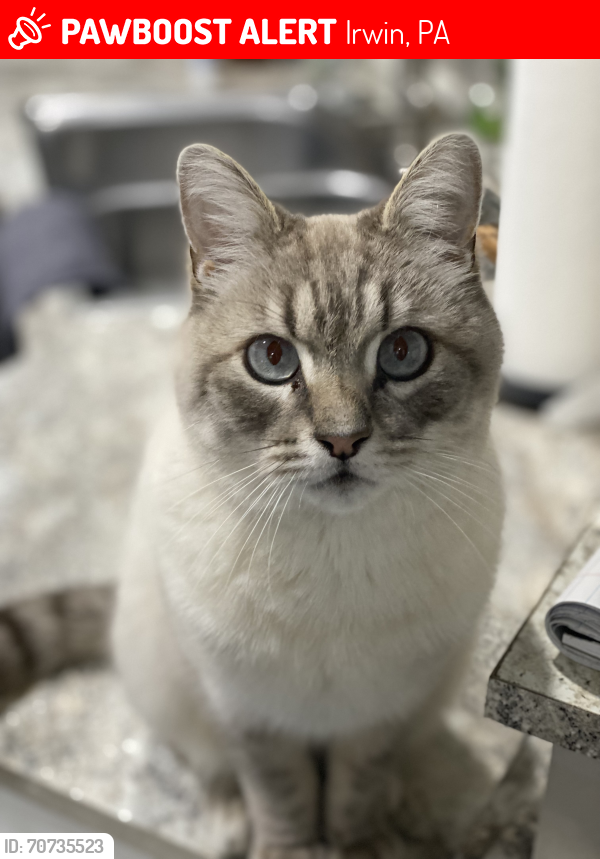 Irwin, PA Lost Male Cat, Kevin Is Missing | PawBoost