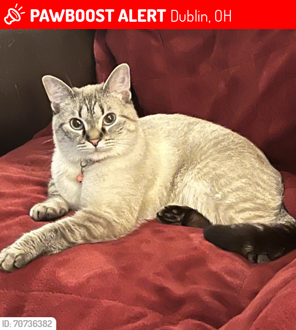 Dublin, OH Lost Female Cat, Catarina Is Missing | PawBoost